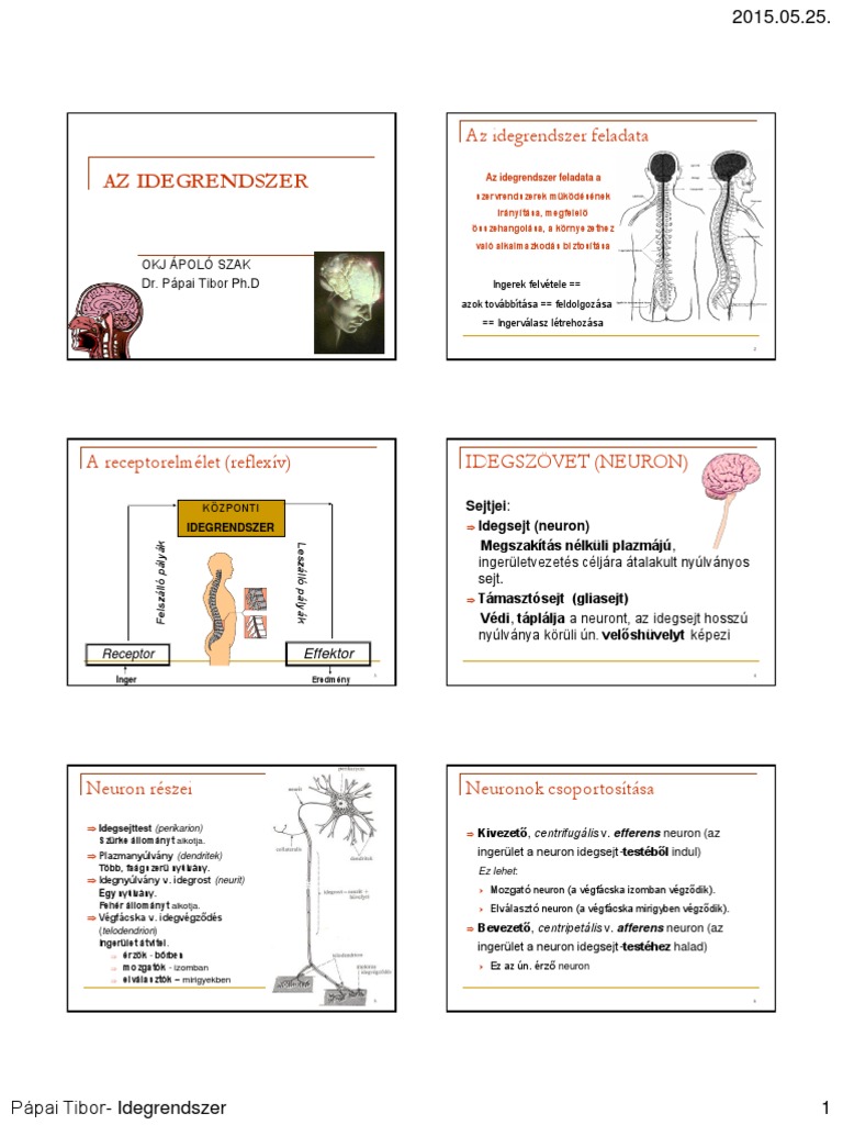 Idegrendszer | PDF