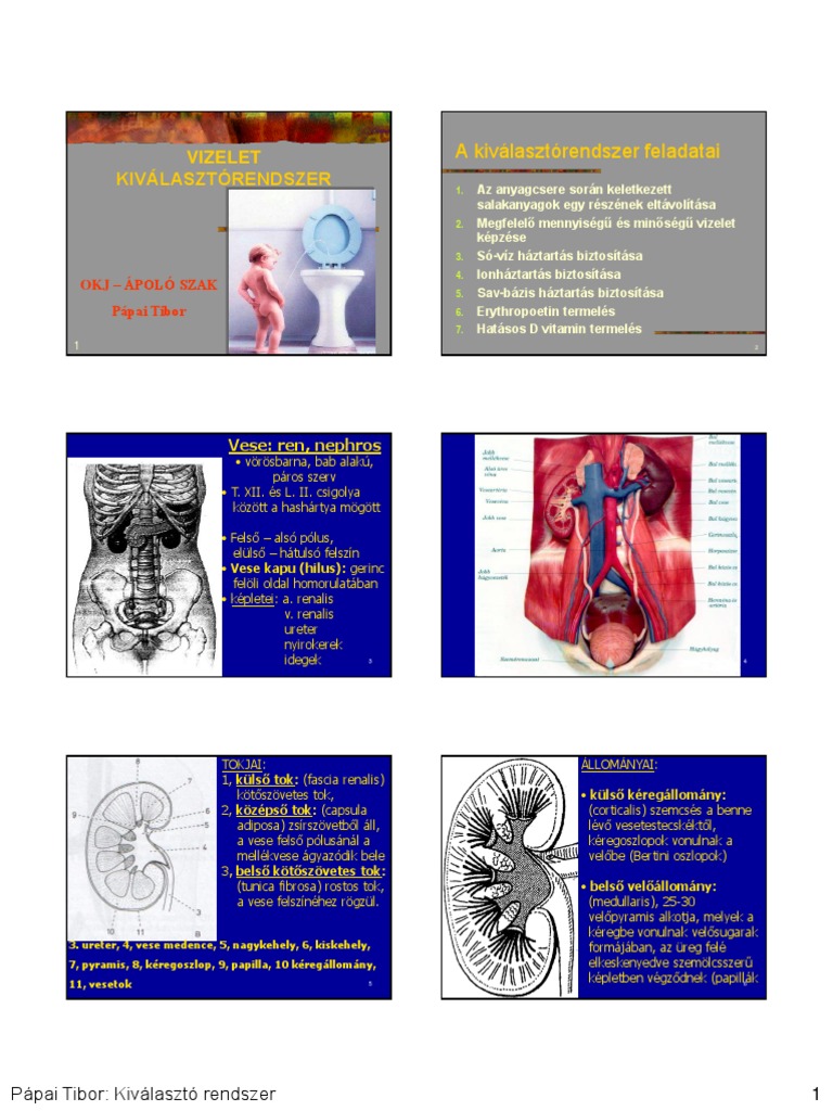 PT Anat Kiválasztó Reprod Rendszer | PDF