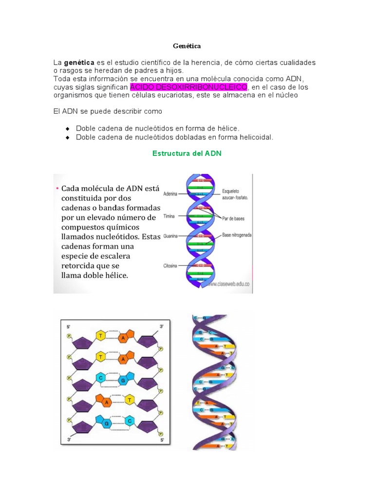 Genética | PDF | Adn | Cromosoma