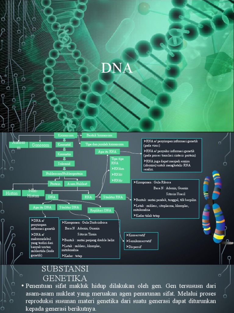 Struktur dan Fungsi DNA dan RNA | PDF