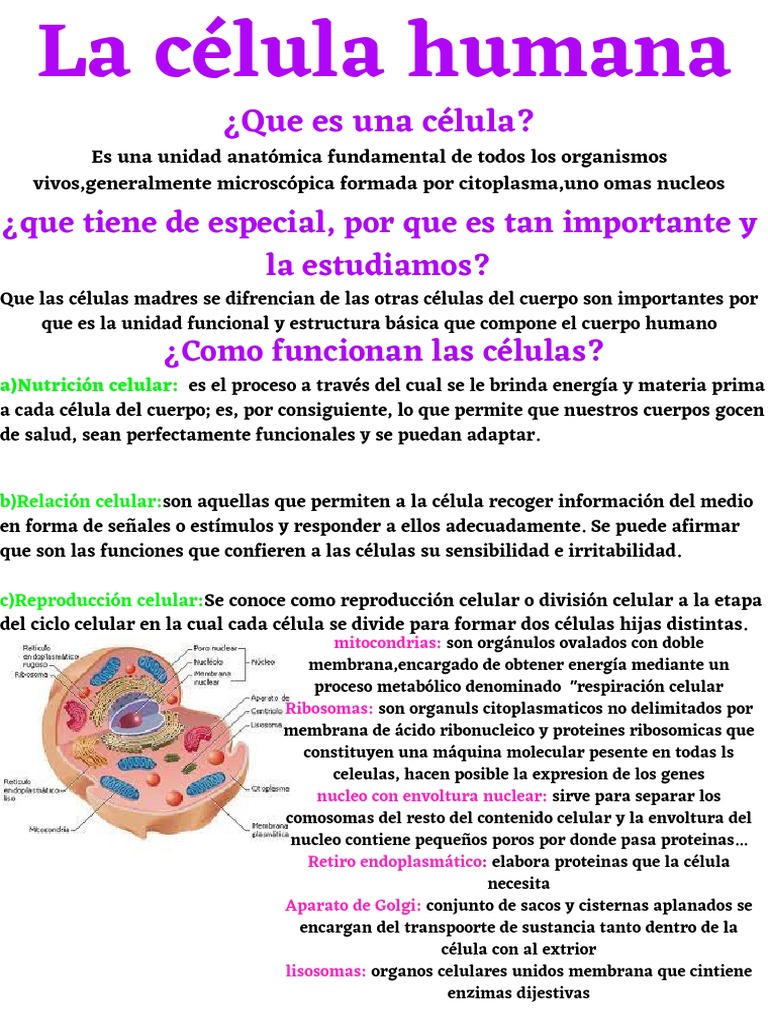 Que Es La Celula Humana Y Sus Partes Compartir Celular Célula Animal,