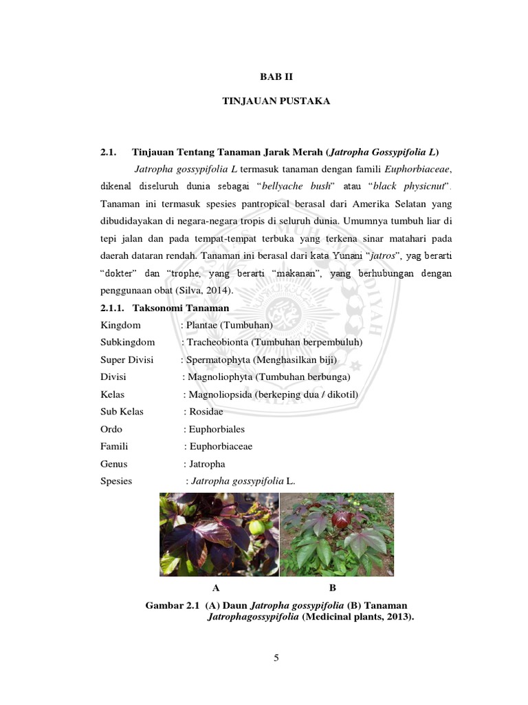 Jiptummpp GDL Khoirussha 51040 3 Babii | PDF | Griya & Taman | Kesehatan Holistik