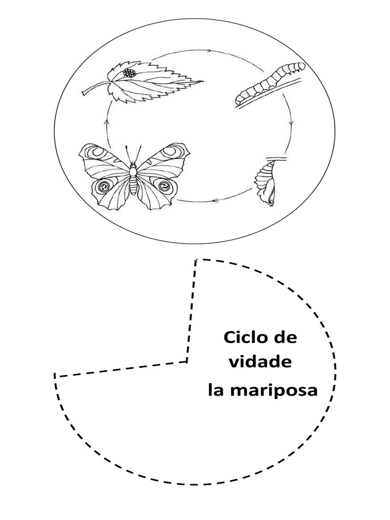 Ciclo de Vida de la Mariposa para Colorear | PDF | Ciencia y matemáticas