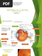 Capas de La Retina | PDF | Retina | Percepción visual