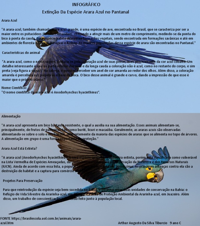 Arara Azul Extinção | PDF