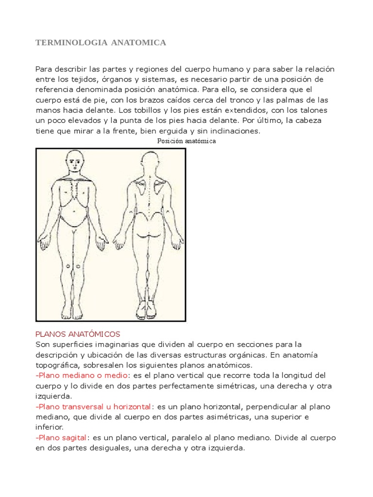 Unidad 1 Terminologia Anatomica | PDF | Articulación | Términos ...
