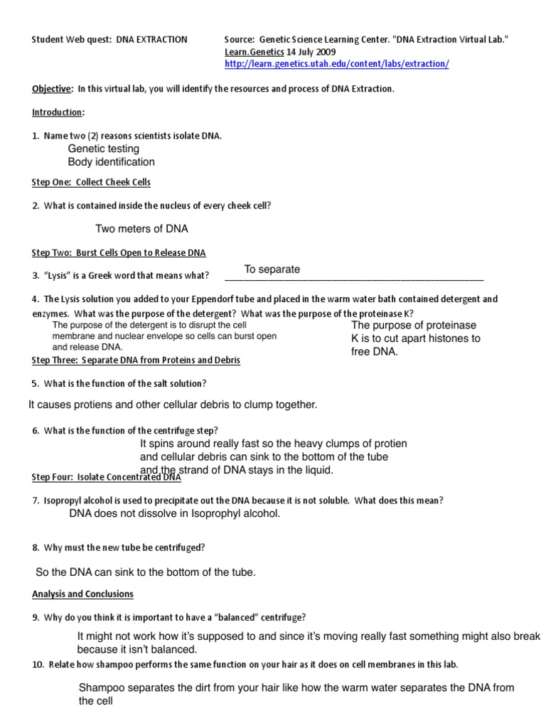 DNA Extraction Lab Sheet | PDF | Dna | Cell (Biology)