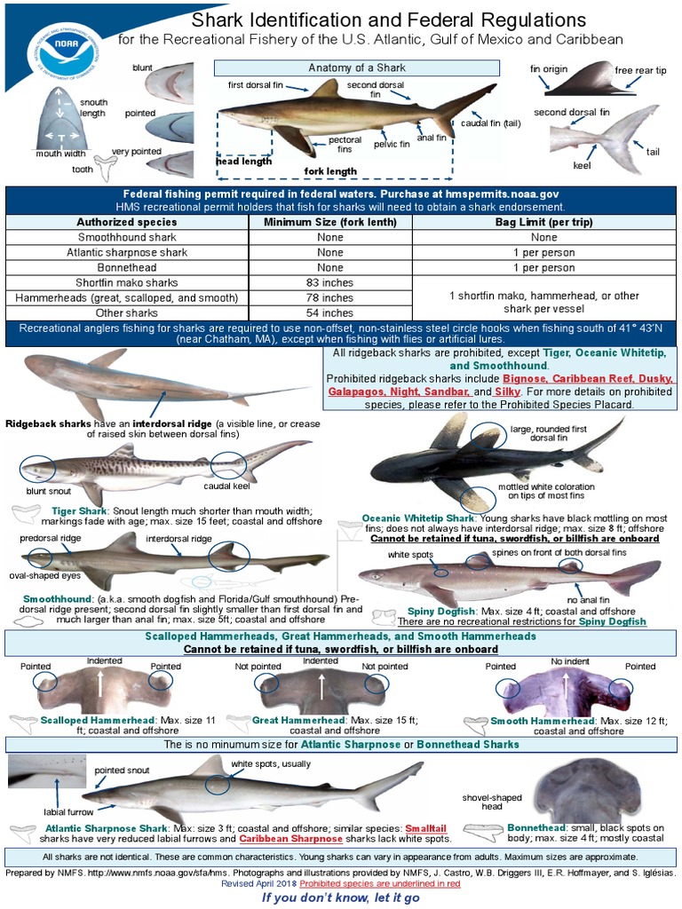 Shark Id Placard 2018 Web | PDF | Sharks | Fish