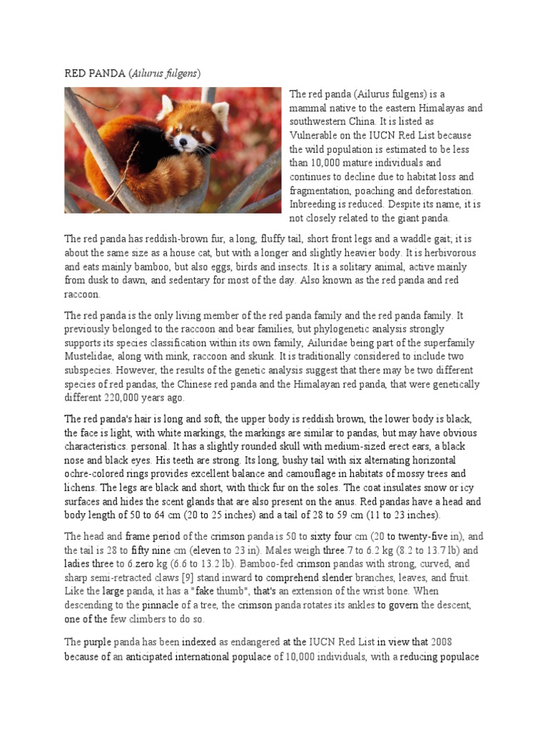 Red Panda Reading 21 | PDF | Giant Panda | Mammals