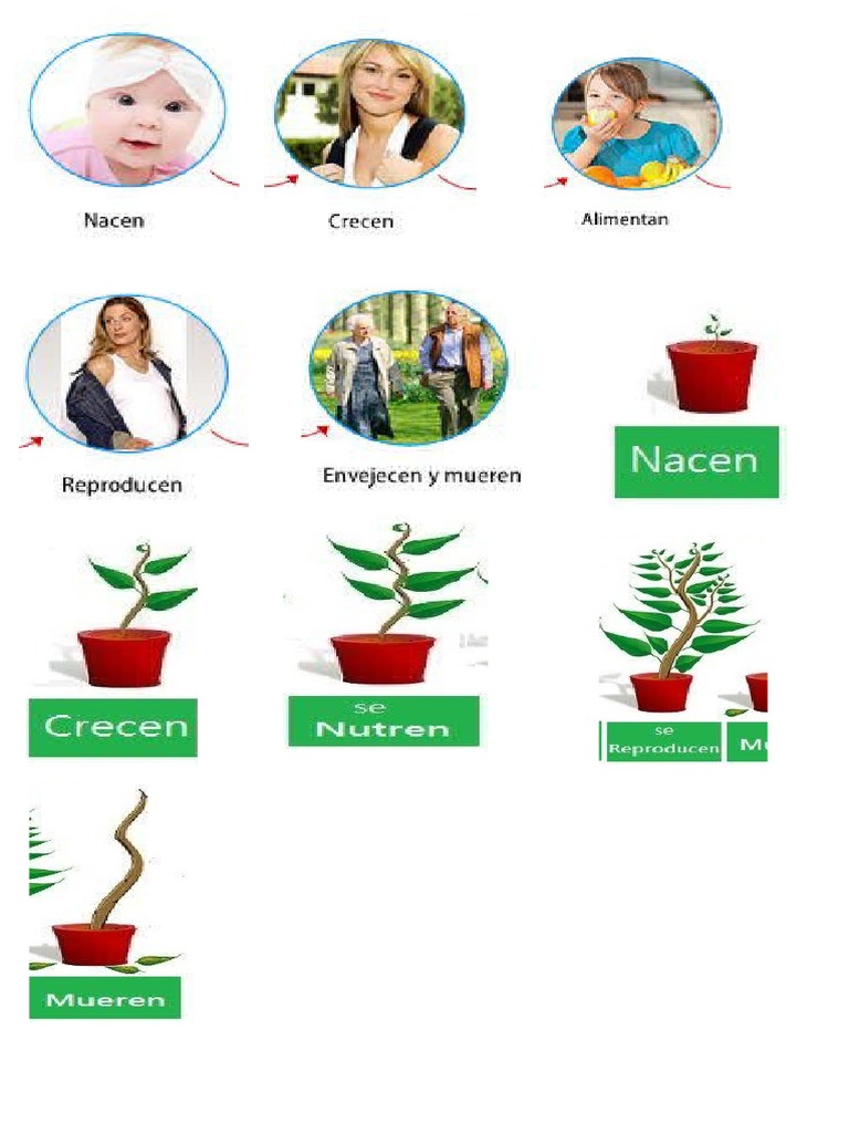 Ciclo de La Vida | PDF