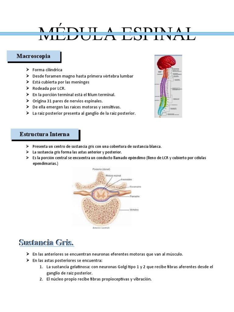 Médula Espinal | PDF | Médula espinal | Materia gris