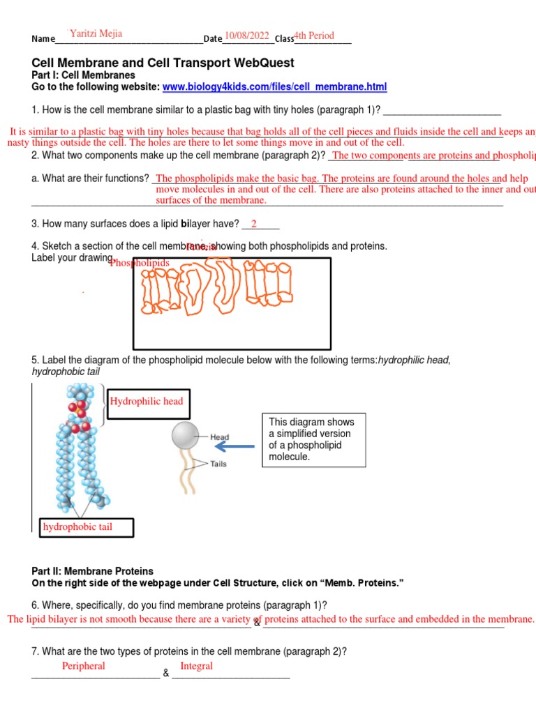 cell_membrane_and_transport_aca_webquest | PDF | Osmosis | Lipid Bilayer
