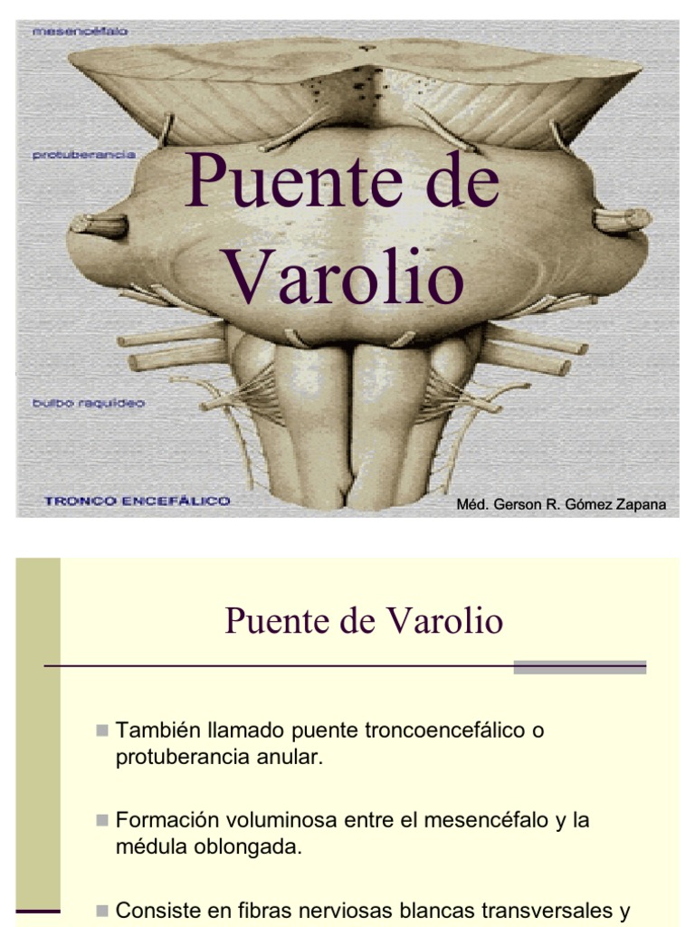 Función y Estructura del Puente de Varolio | PDF | Salud y bienestar ...