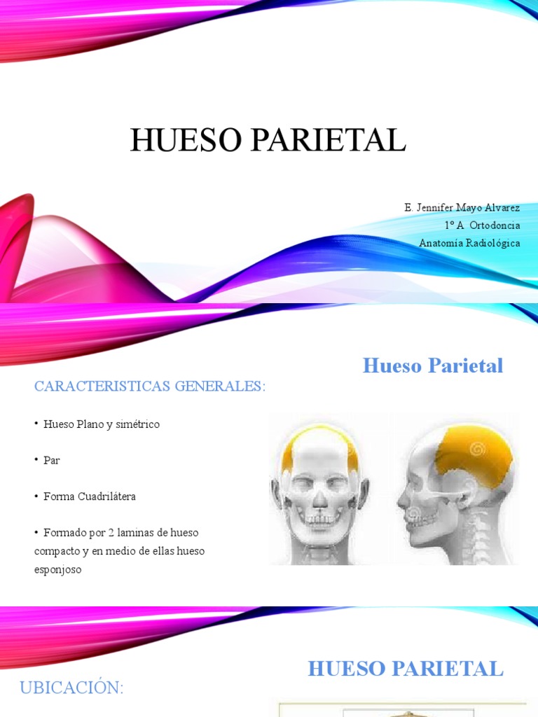 Hueso Parietal | PDF