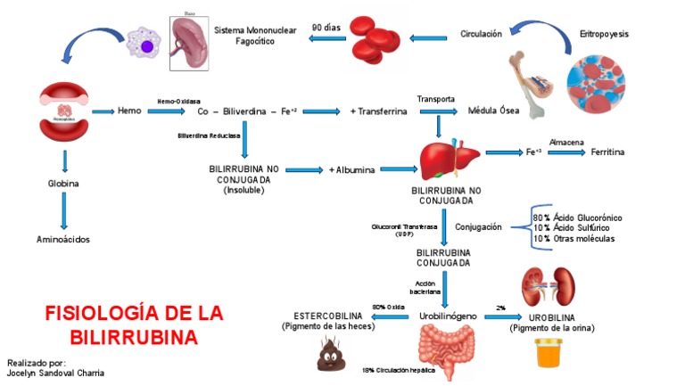 Fisiologia De La Bilirrubina Pdf Gastroenterología Biomoléculas
