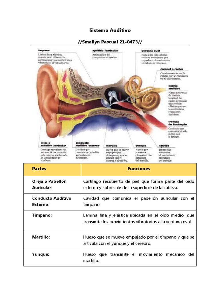 Sistema Auditivo - Percepción | PDF | Estudios de idiomas extranjeros