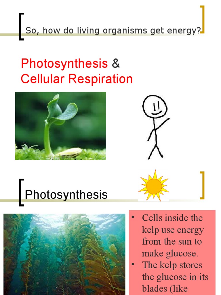 Unit IV Lesson 4 Photosynthesis and Cellular Respiration Powerpoint | PDF