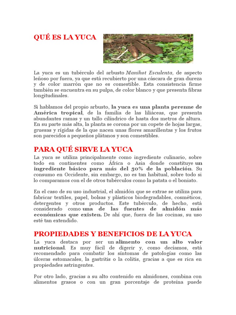 Qué Es La Yuca | PDF | Alimentos | Batata