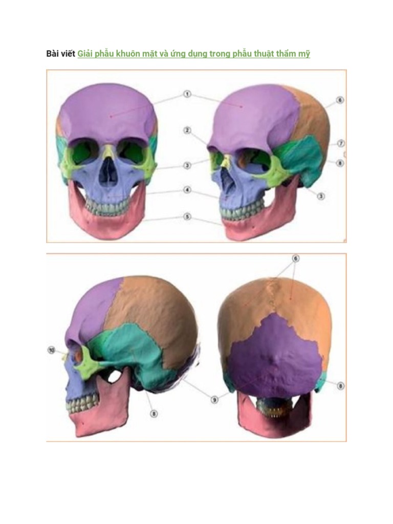 Skull Anatomy | PDF