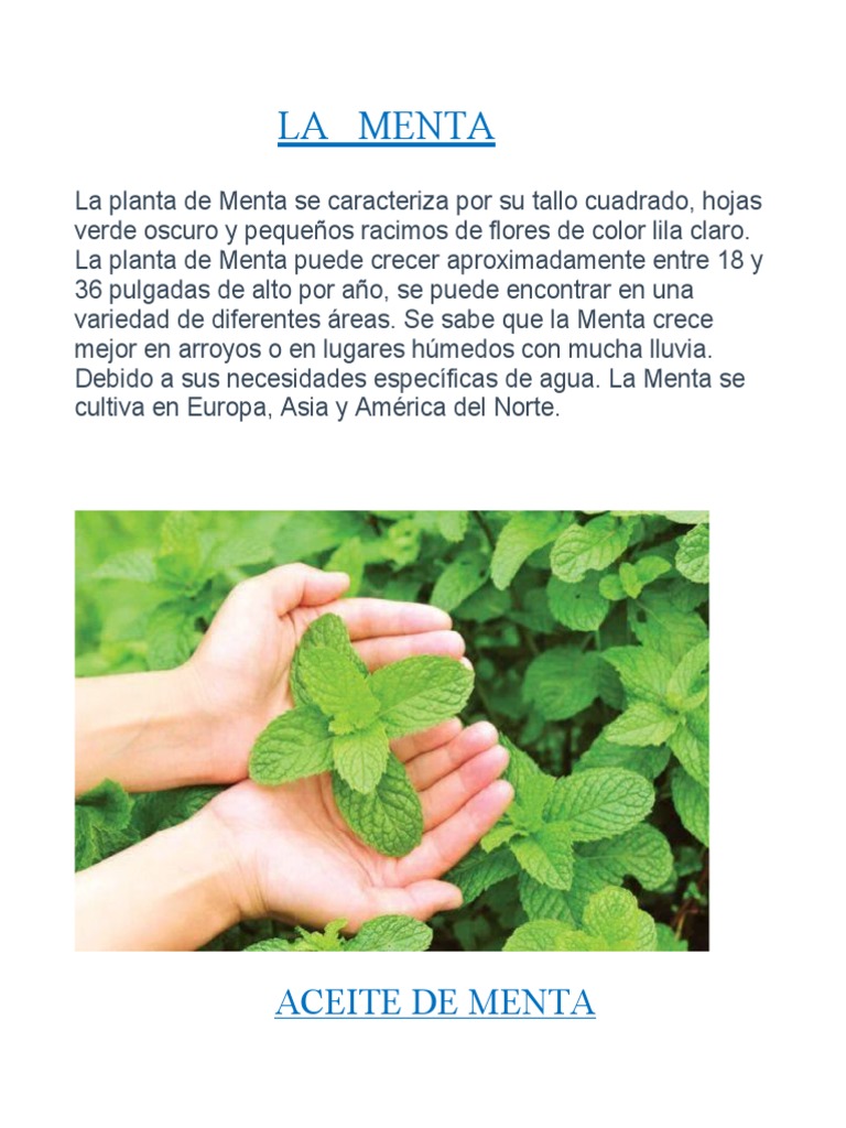 La Menta | PDF | Especialidades Medicas | Medicina