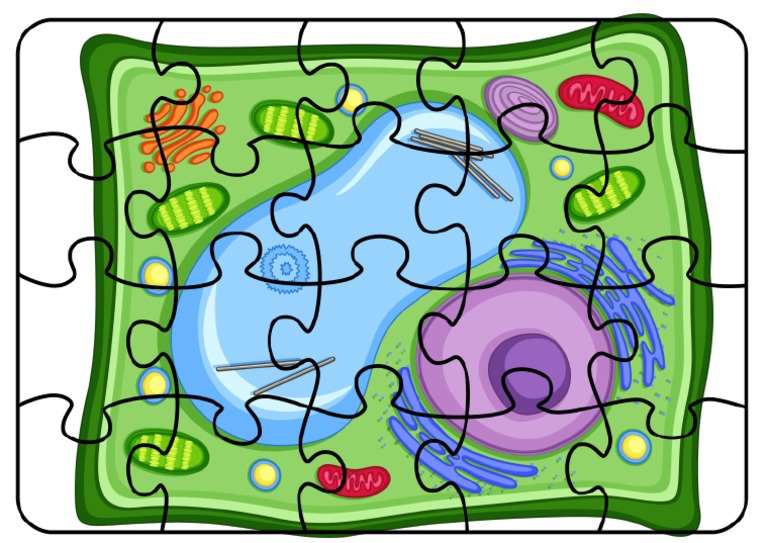Rompecabezas - Celula Eucariota Vegetal | PDF