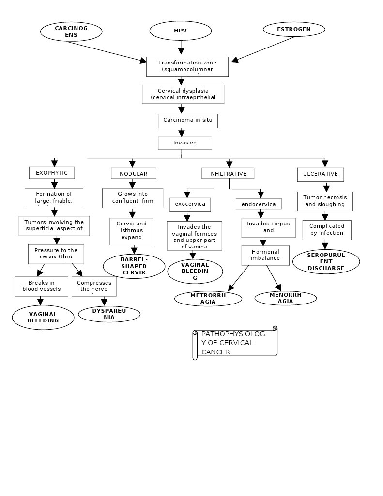 Pathophysiology of Cervical Cancer | PDF