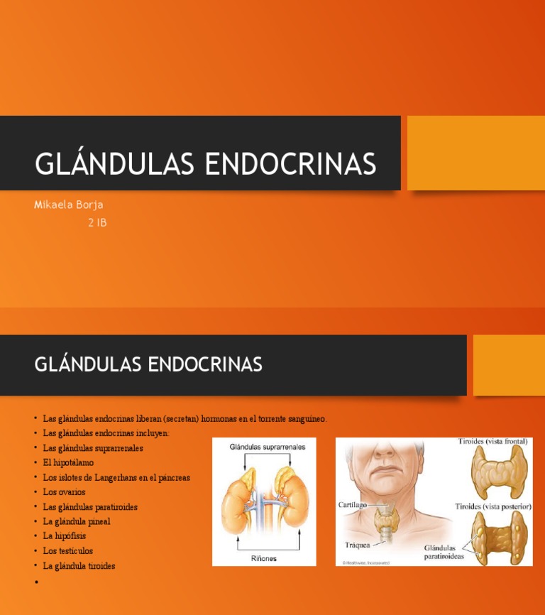 Glandulas Endocrinas | PDF