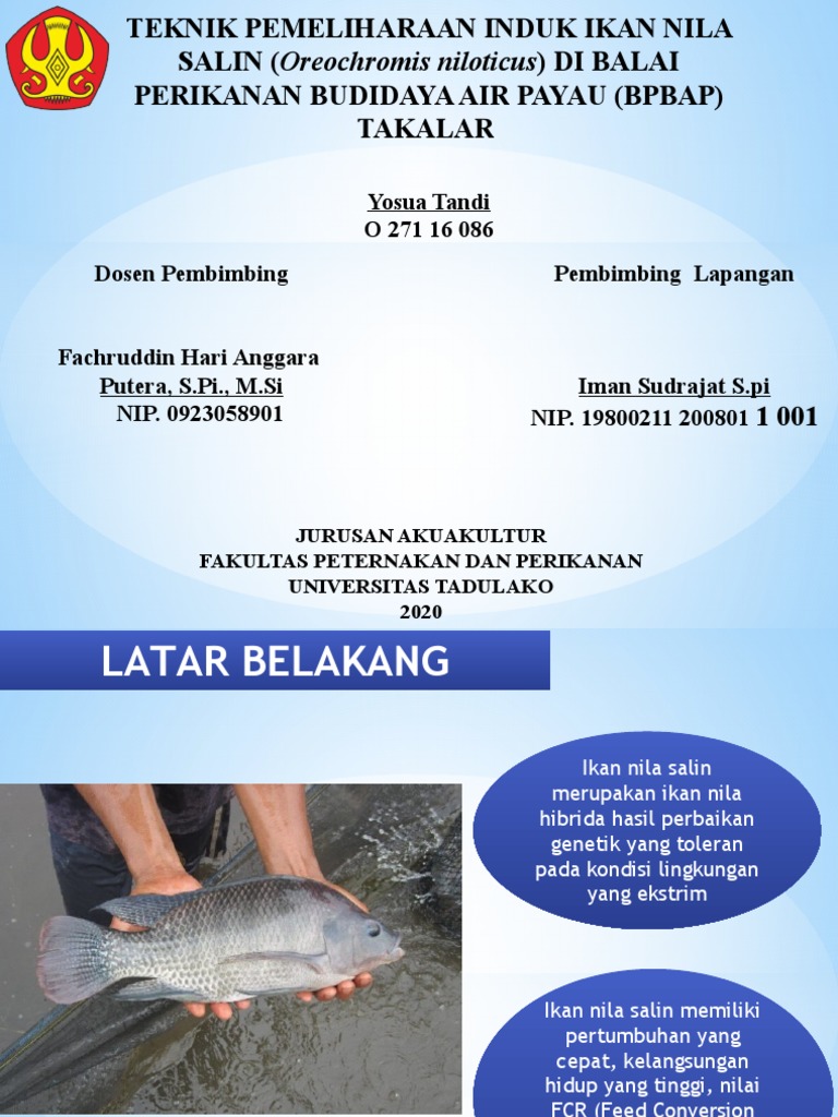 Teknik Pemeliharaan Induk Ikan Nila Salin (Oreochromis niloticus) di ...