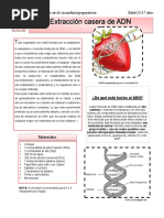 Guía de Extracción de ADN en Fresas | PDF | Adn | Biología Celular)