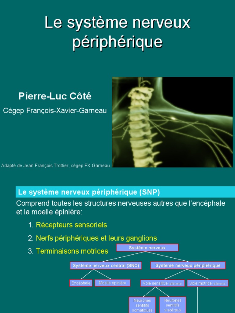 2 S7 Cours 10 | PDF | Nerf | Système nerveux