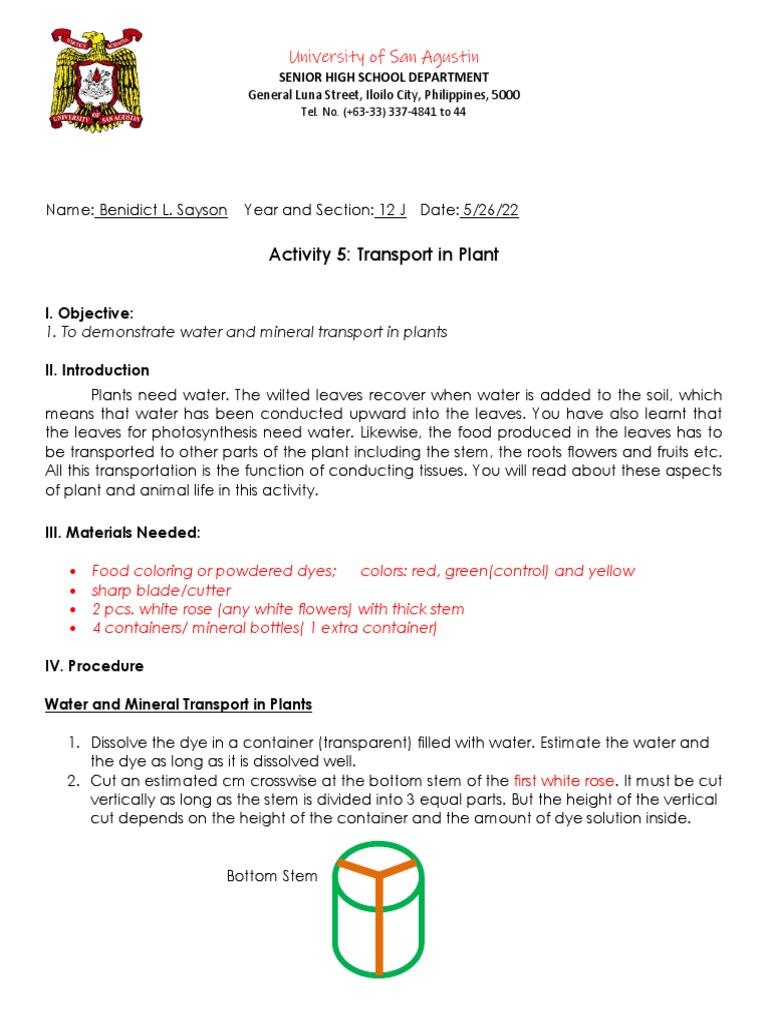 Sayson, Activity 6 Transport in Plants | PDF | Leaf | Plants