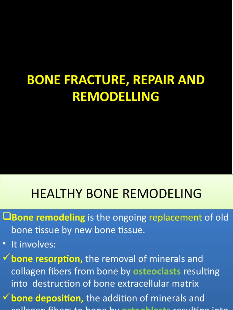 Bone Remodeling and Fracture Repair | PDF | Bone | Osteoblast