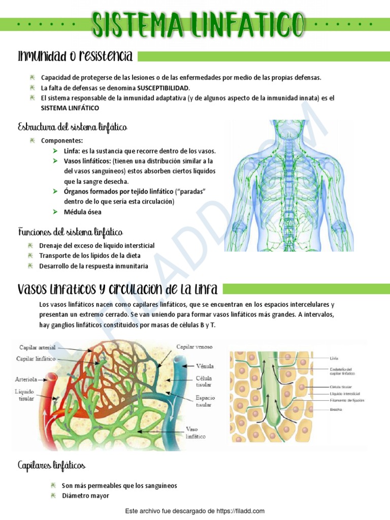 Sistema Linfatico | PDF | Sistema linfático | Linfa