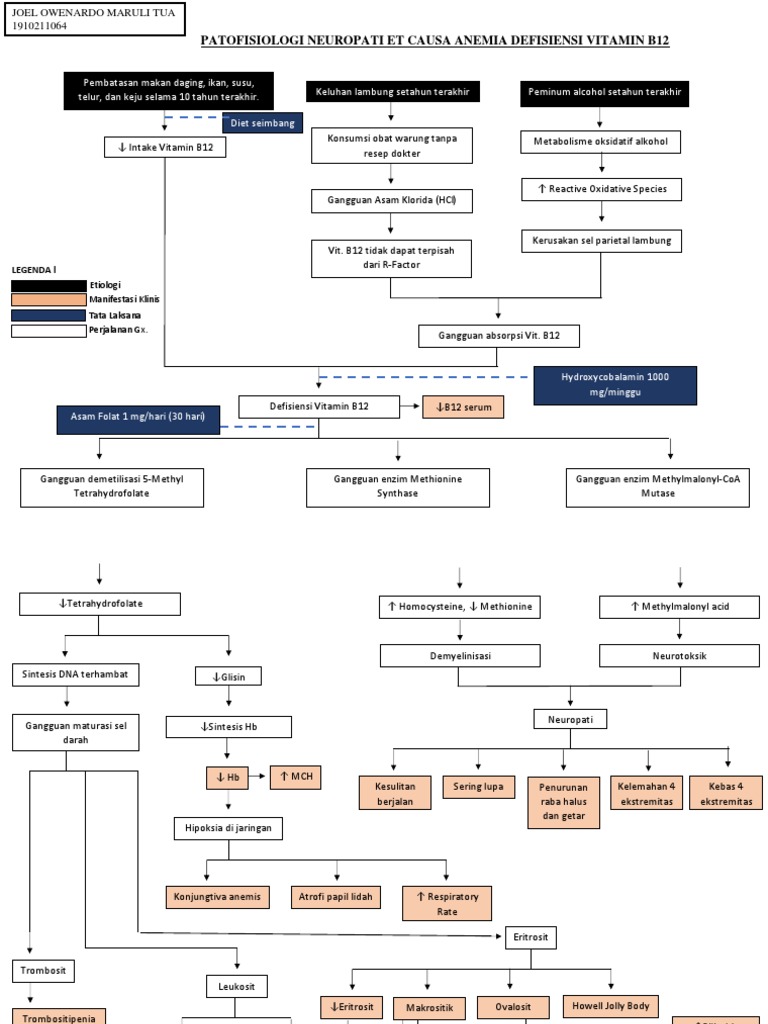 Pathophysiology of Neuropathy Et Causa Vitamin B12 Deficiency Anemia | PDF