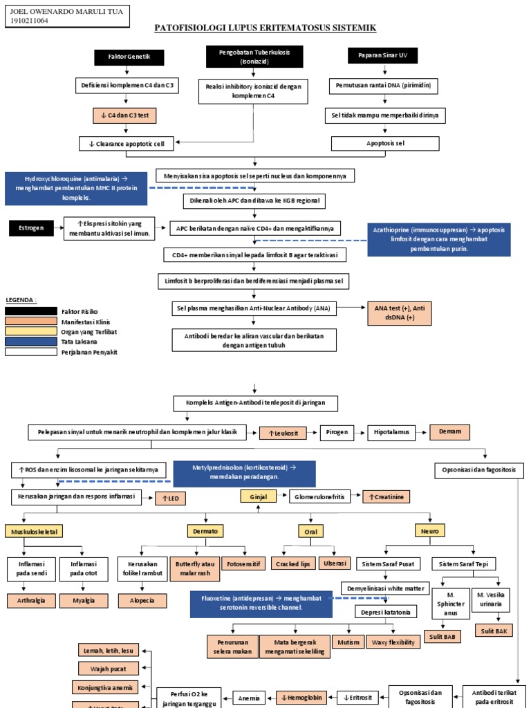 Pathophysiology of Systemic Lupus Erythematosus | PDF