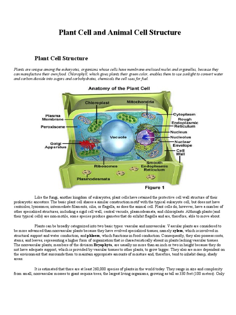Plant Cell and Animal Cell Structure | PDF | Cell (Biology) | Eukaryotes