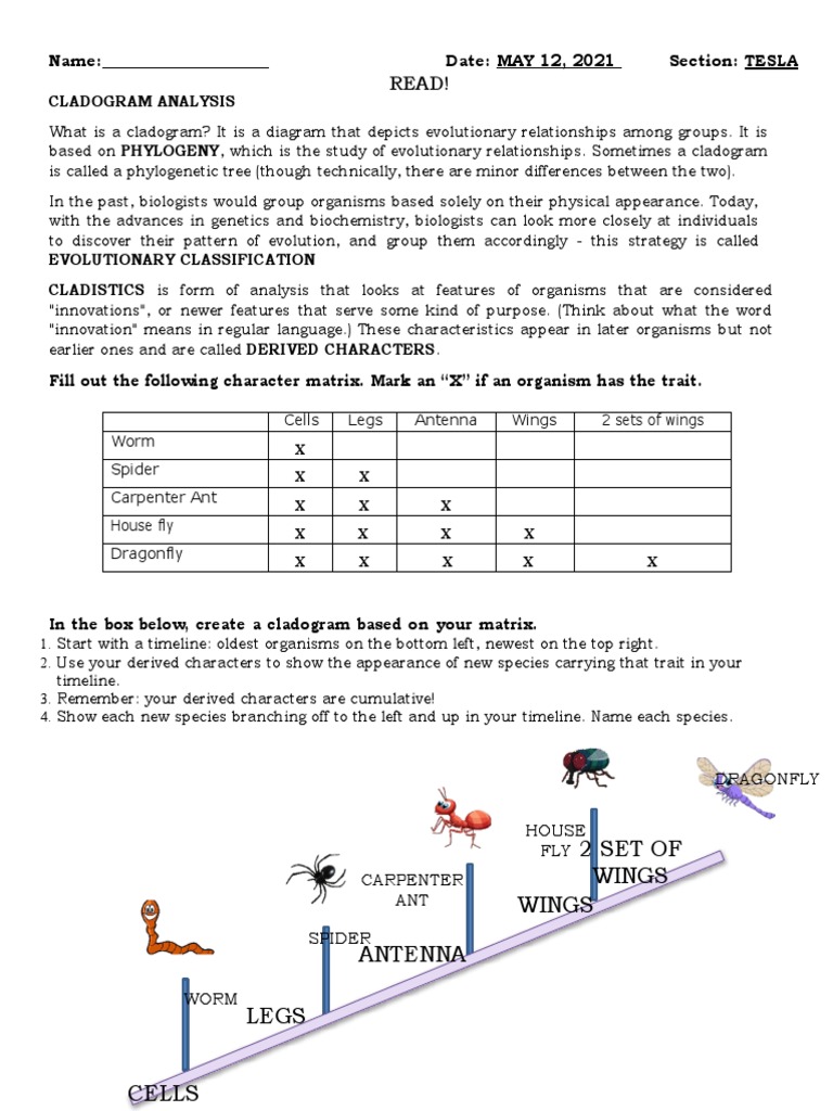 Cladogram Activity | PDF