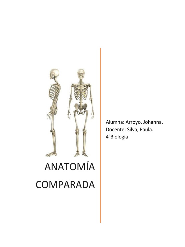TP Anatomía Comparada | PDF | La columna vertebral | Vértebra
