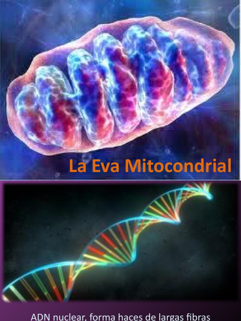 La Eva Mitocondrial | PDF