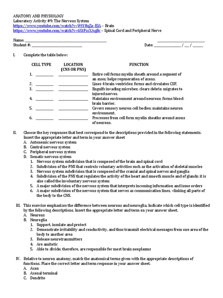 Nervous System Lab Activity Guide | PDF