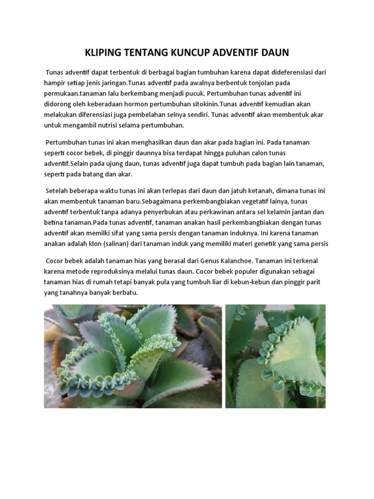 Kliping Tentang Kuncup Adventif Daun | PDF