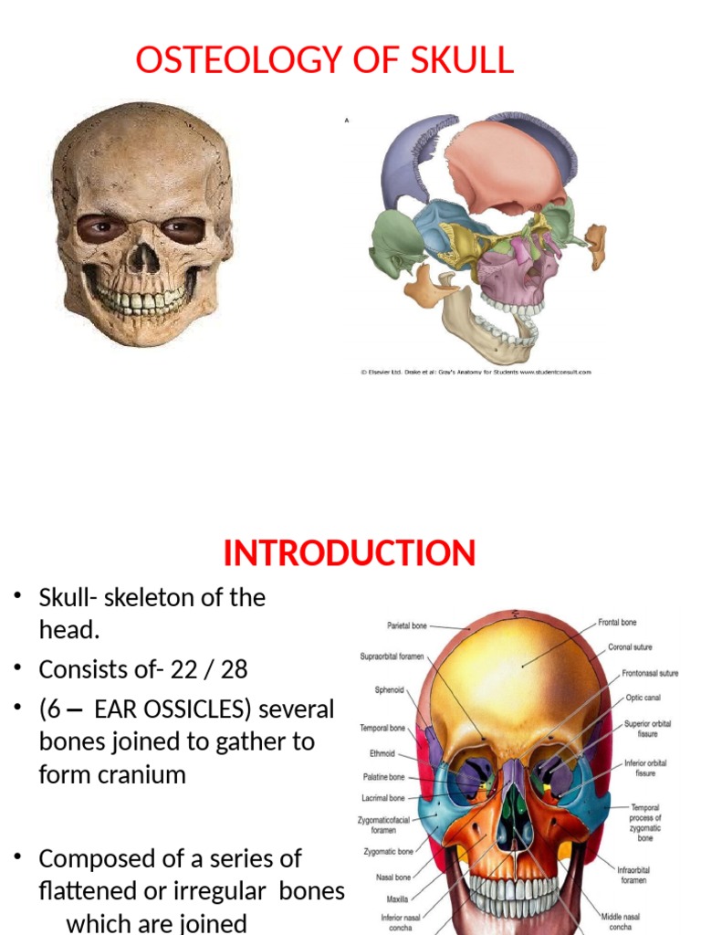 Skull Normas and Facial Bones | PDF | Skull | Musculoskeletal System