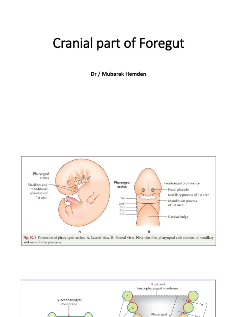 Cranial Part of Foregut | PDF
