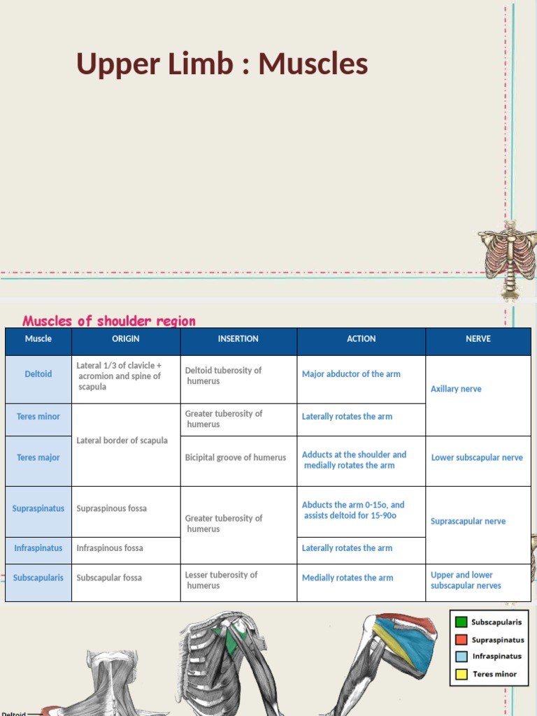 Upper Limb Muscles | PDF | Thumb | Anatomical Terms Of Motion