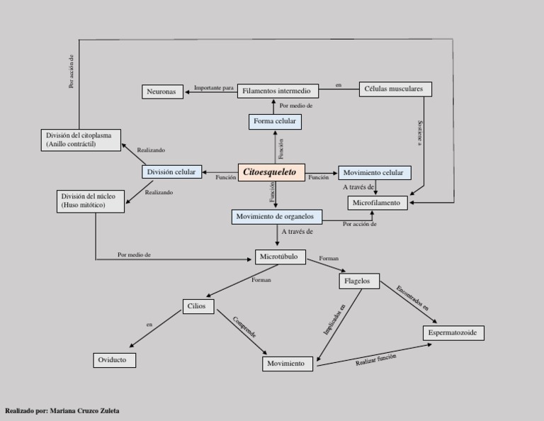 Red Semantica. | PDF | Mitosis | Citoplasma