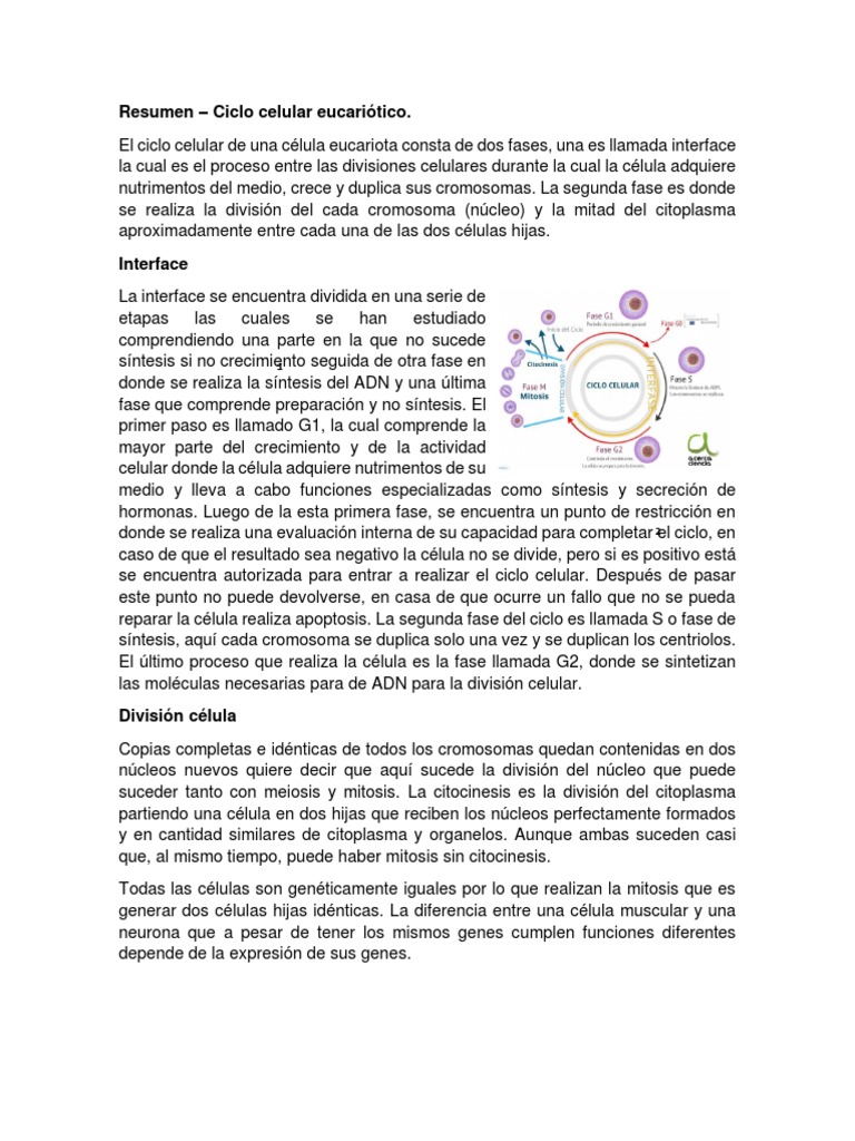 Resumen - Ciclo Celular. | PDF | Mitosis | Ciclo celular