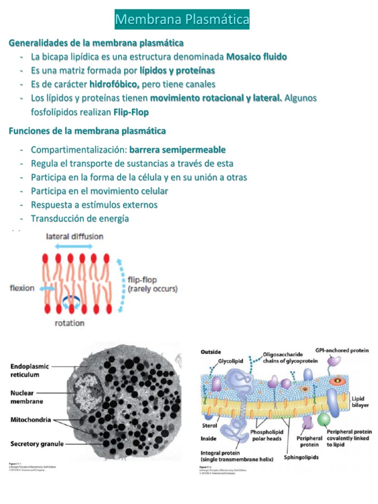 Membrana Plasmatica | PDF | Membrana celular | Canal de iones