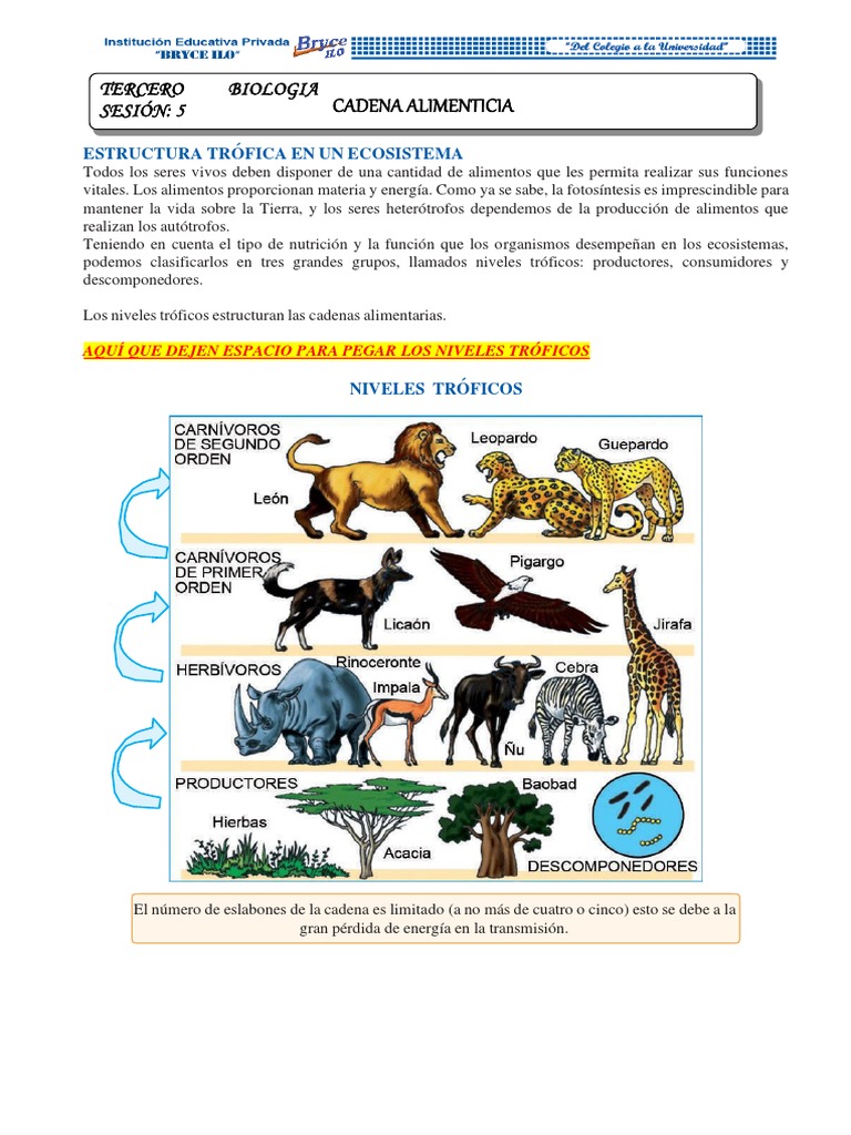 Cadena Alimenticia De Herbívoros