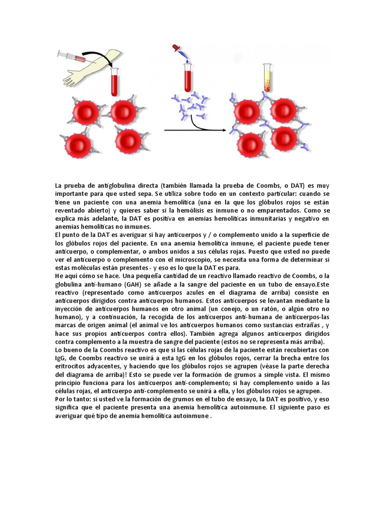 Coombs Directo | PDF | Anticuerpo | Glóbulo rojo