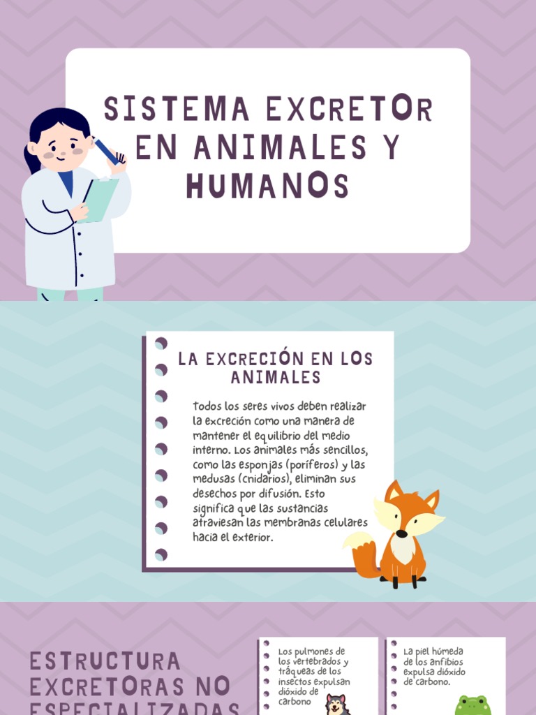 Excreción en Animales y Humanos | PDF | Riñón | Sistema urinario